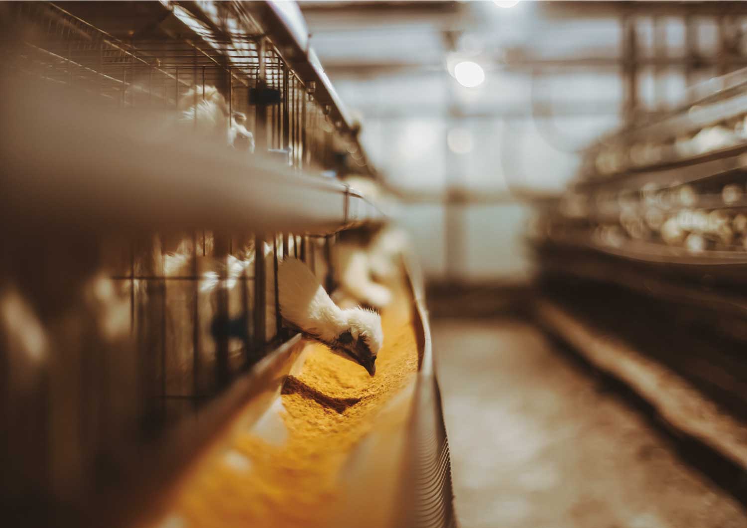 Akira Ito / Ito Poultry Farm (Tokyo Ukokkei provider)｜Satologue｜Stories ...